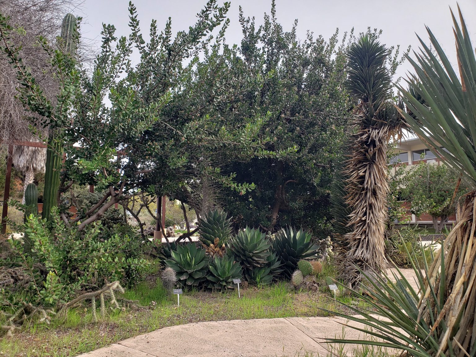 Flora nativa de Baja California – HERBARIO BCMEX Y JARDÍN BOTÁNICO UABC