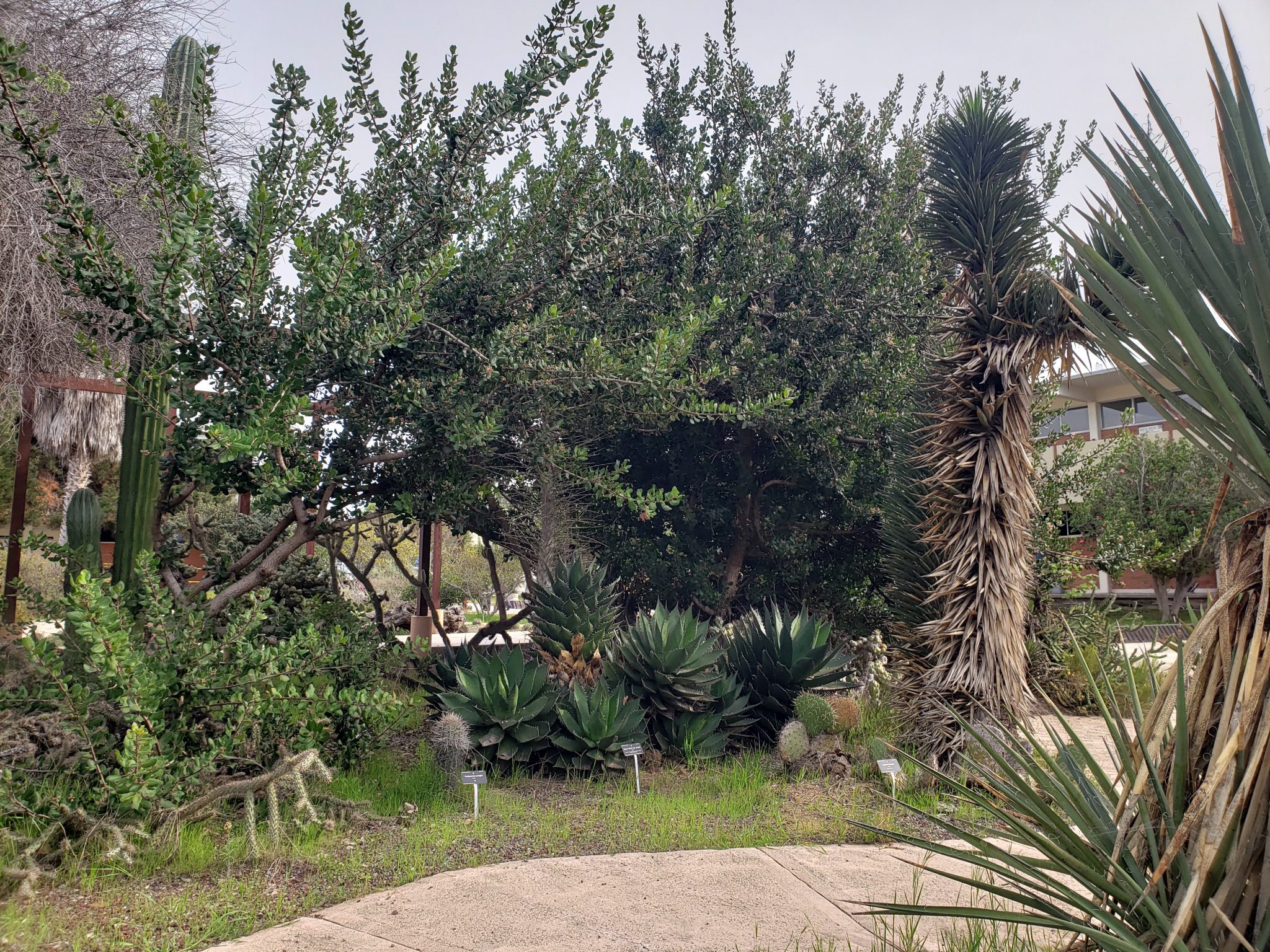 Flora nativa de Baja California – HERBARIO BCMEX Y JARDÍN BOTÁNICO UABC