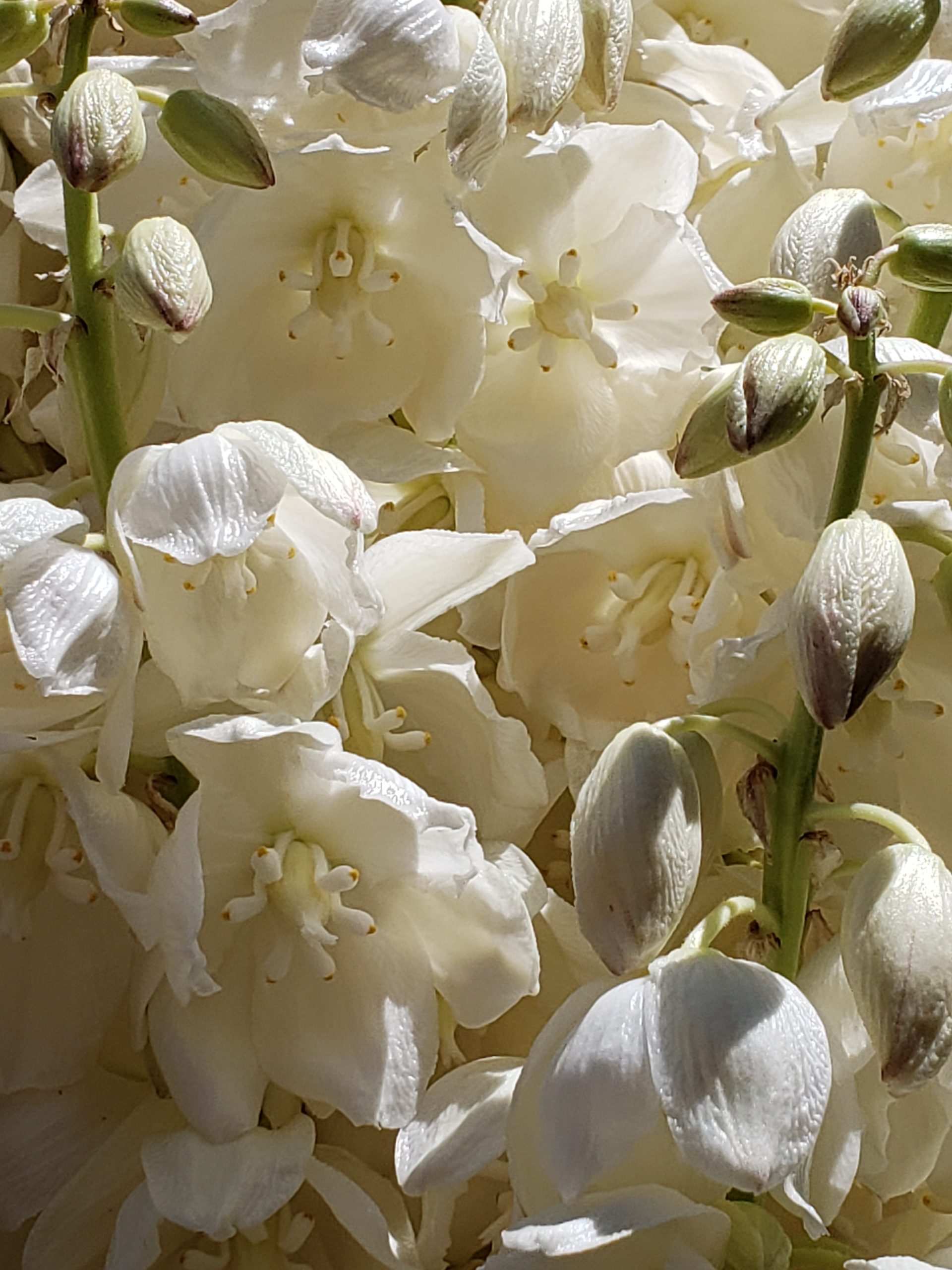Jardín UABC – HERBARIO BCMEX Y JARDÍN BOTÁNICO UABC